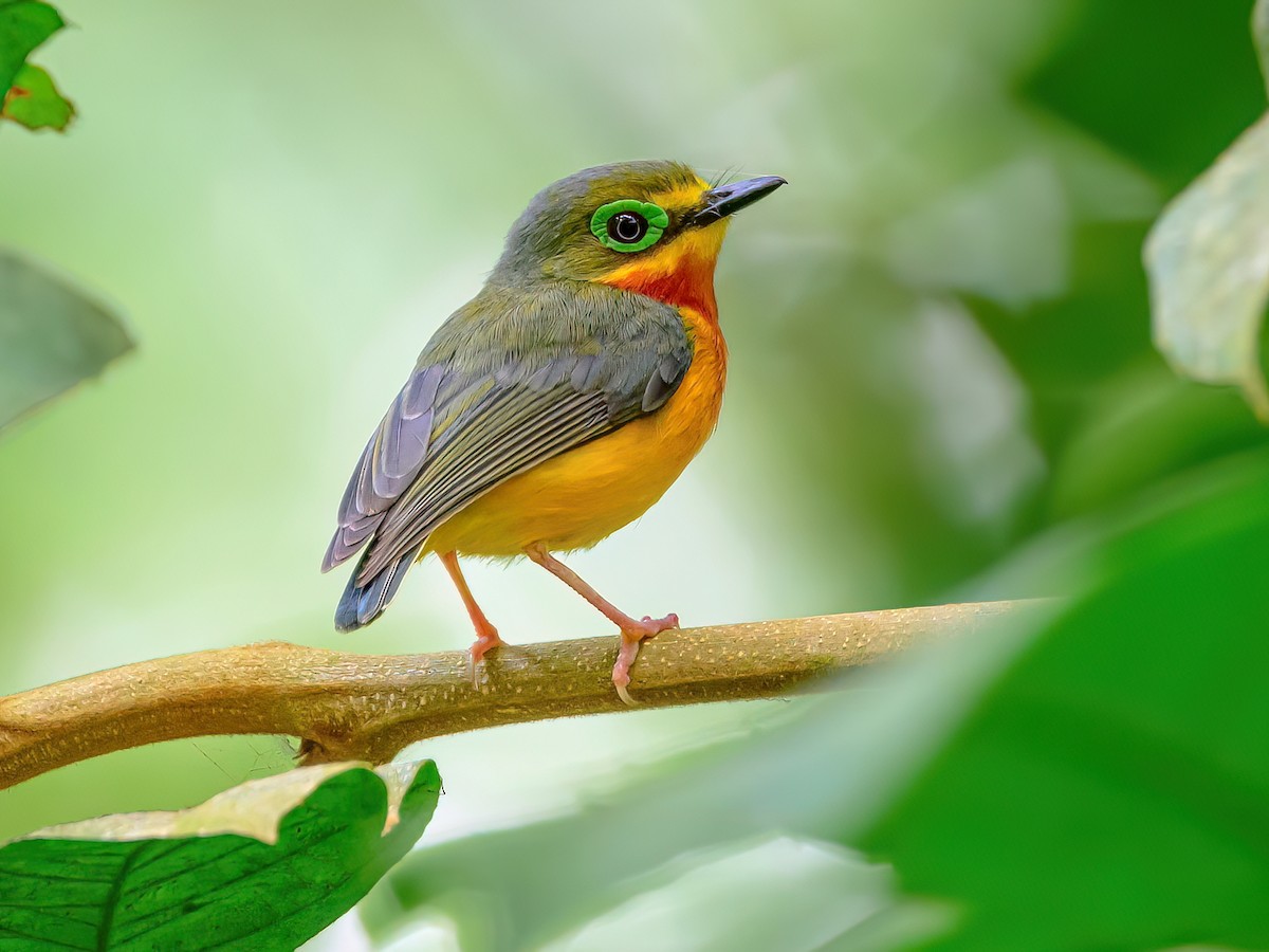 Yellow-bellied Wattle-eye - Platysteira concreta - Birds of the World