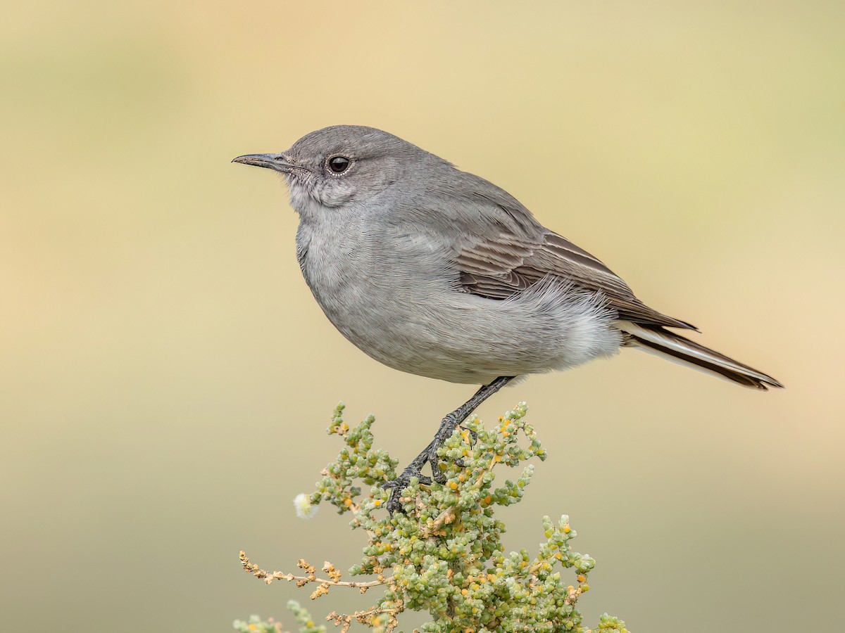 Karoo Chat - Emarginata schlegelii - Birds of the World