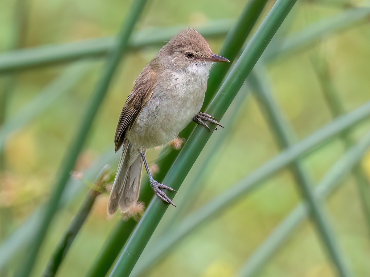 Lesser Swamp Warbler - Acrocephalus gracilirostris - Birds of the World