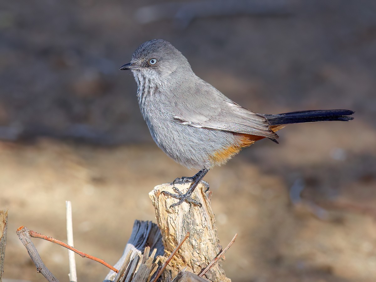 Chestnut-vented Warbler - Curruca subcoerulea - Birds of the World