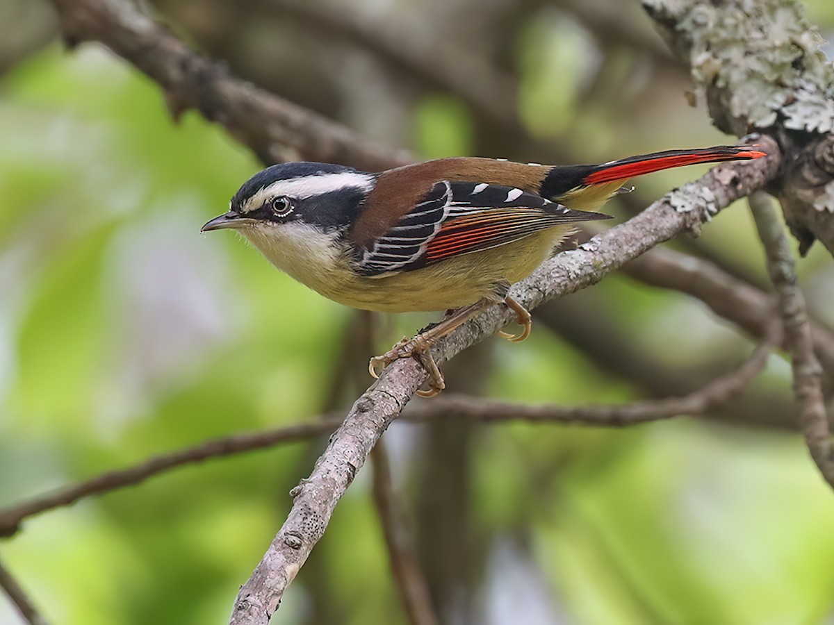 Red-tailed Minla - Minla ignotincta - Birds of the World
