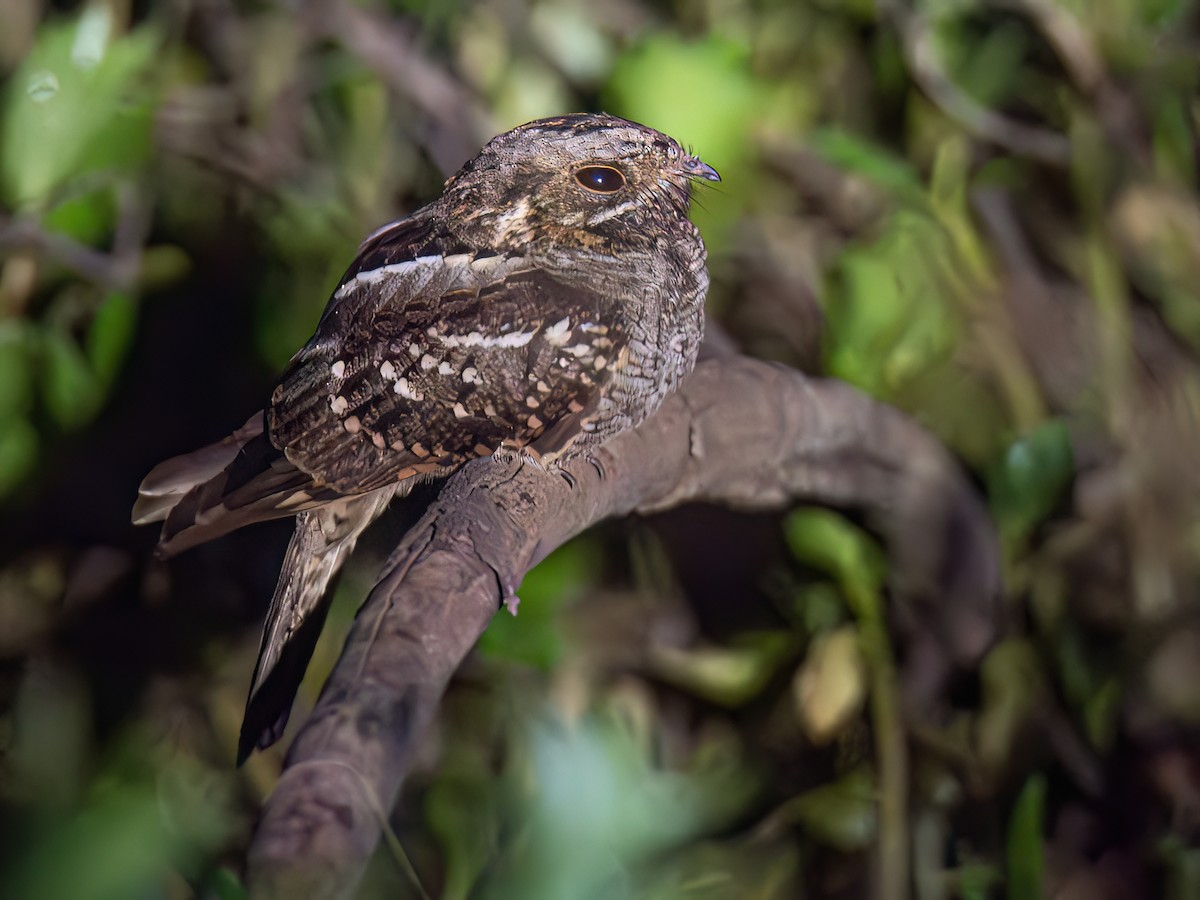Little Nightjar - Setopagis parvula - Birds of the World