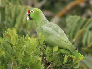 Diademed Amazon - eBird