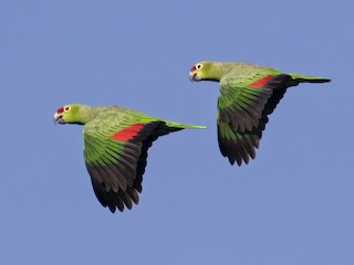 Diademed Amazon - eBird