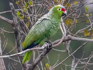 Diademed Amazon - eBird