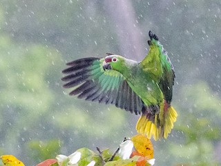 Diademed Amazon - eBird