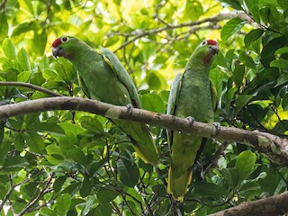 Diademed Amazon - eBird