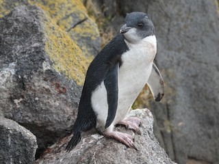 Eastern Rockhopper Penguin - eBird