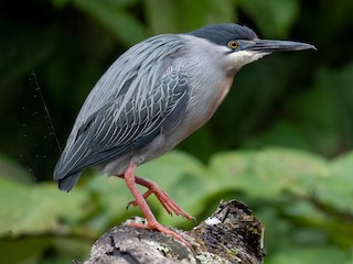 Striated Heron - eBird