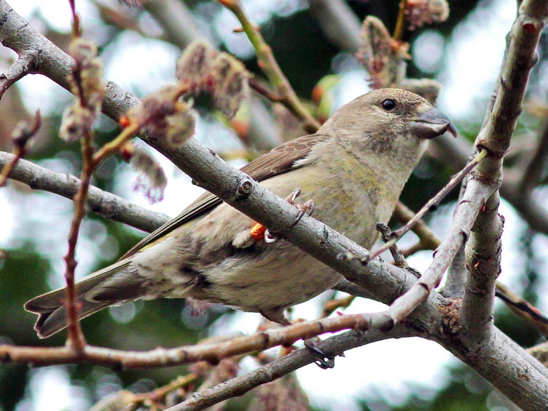 Cassia Crossbill - eBird
