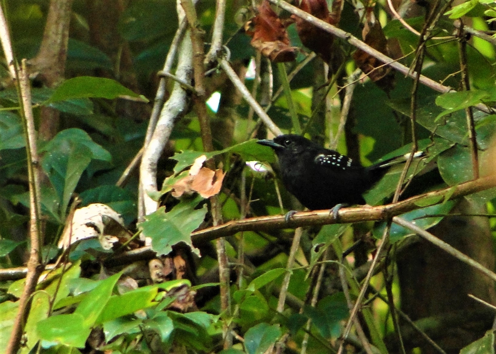Dot-winged Antwren (microstictus) - eBird