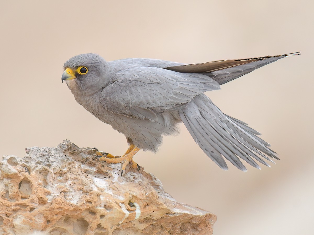 Sooty Falcon - Falco concolor - Birds of the World