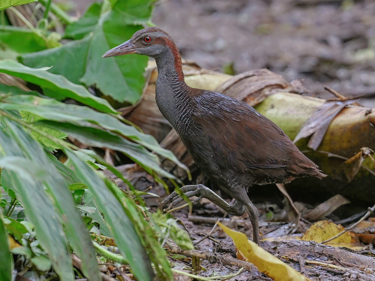 Roviana Rail - Gallirallus rovianae - Birds of the World