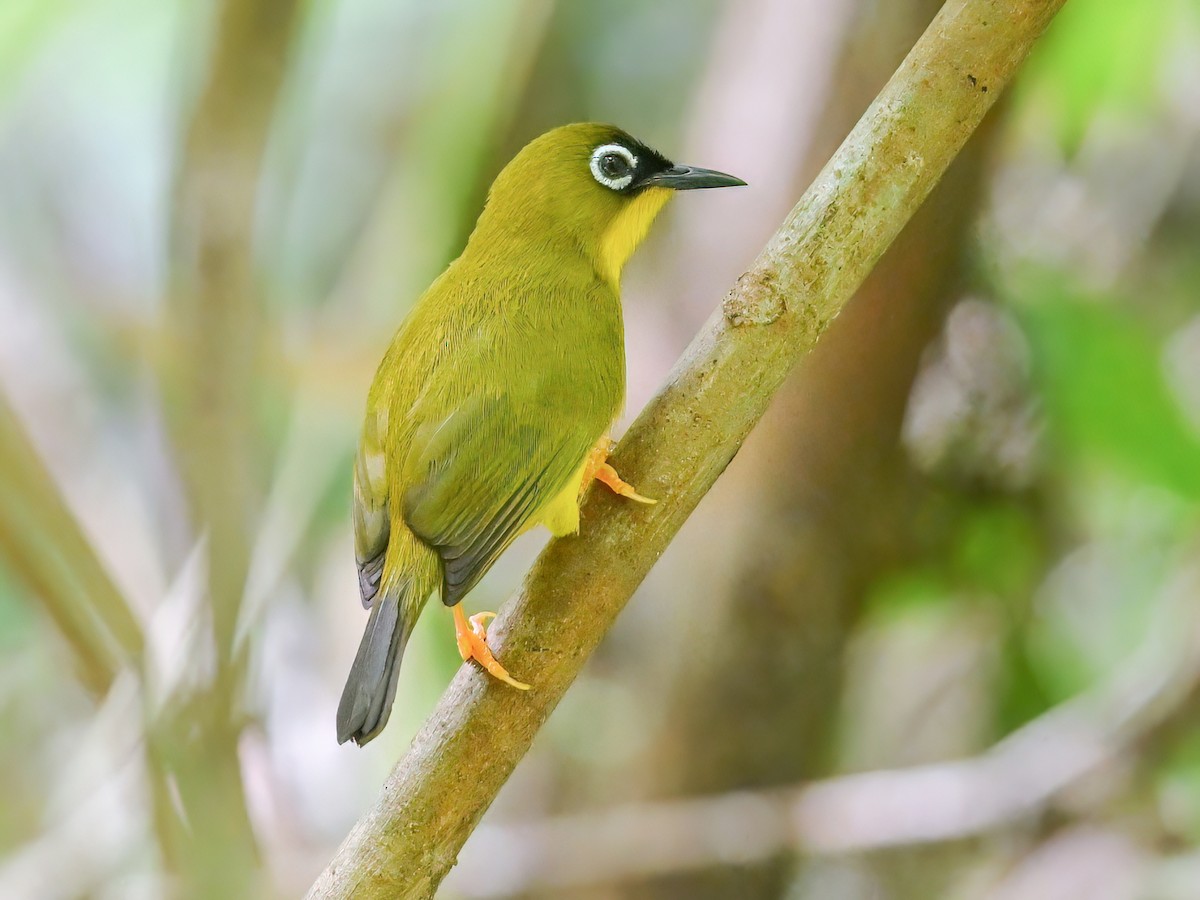 Ranongga White-eye - Zosterops splendidus - Birds of the World