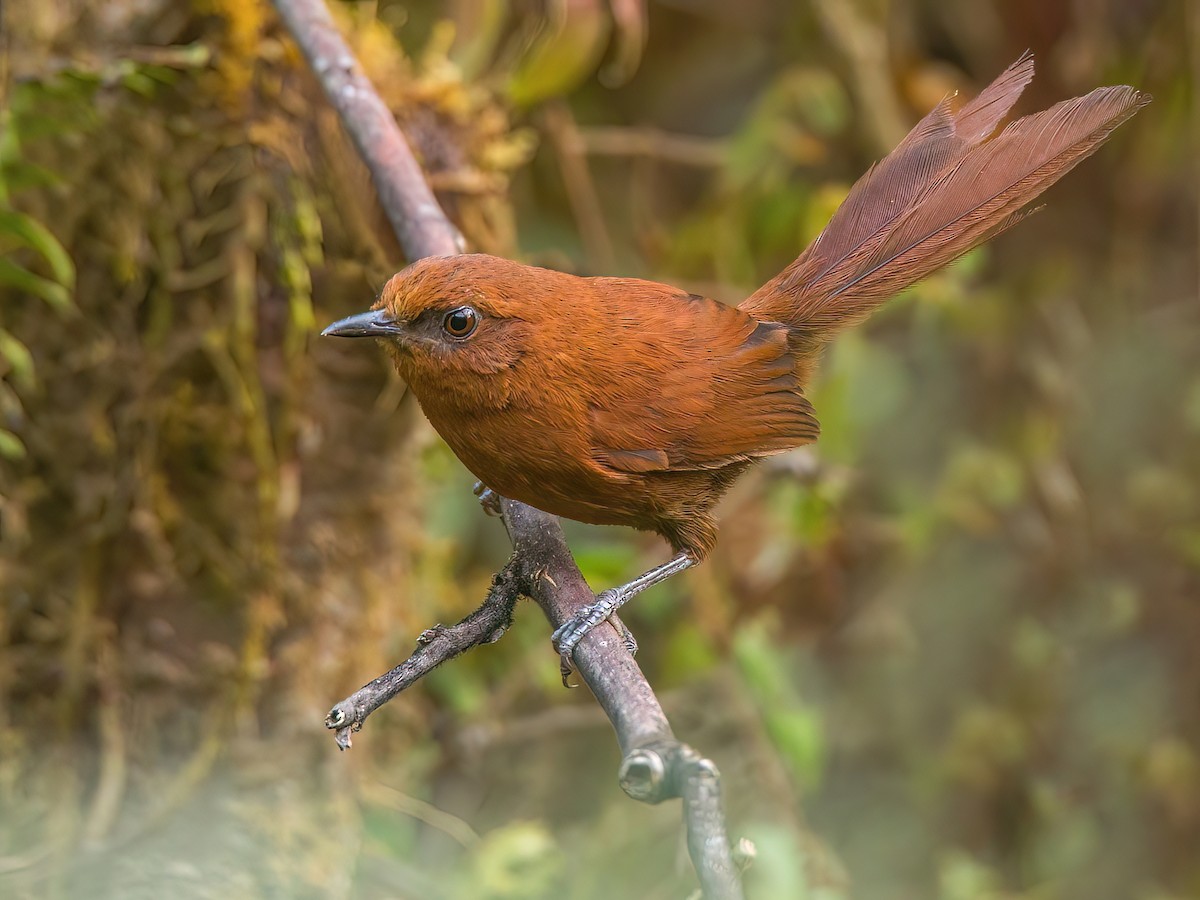 Rufous Spinetail - Synallaxis unirufa - Birds of the World