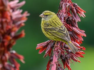 Forest Canary - Crithagra scotops - Birds of the World