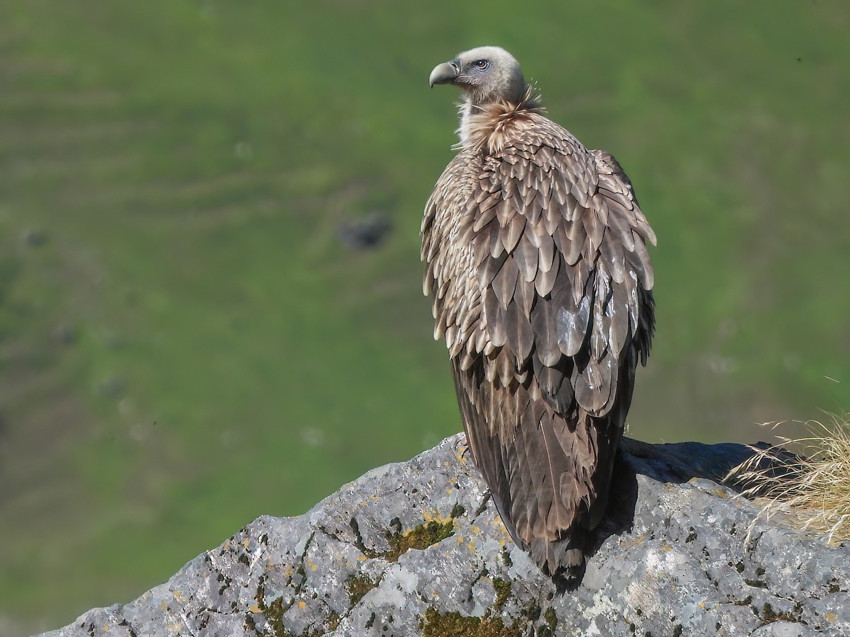 Himalayan Griffon - Gyps himalayensis - Birds of the World