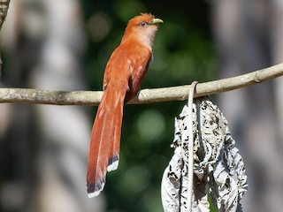 Mexican Squirrel-Cuckoo - eBird