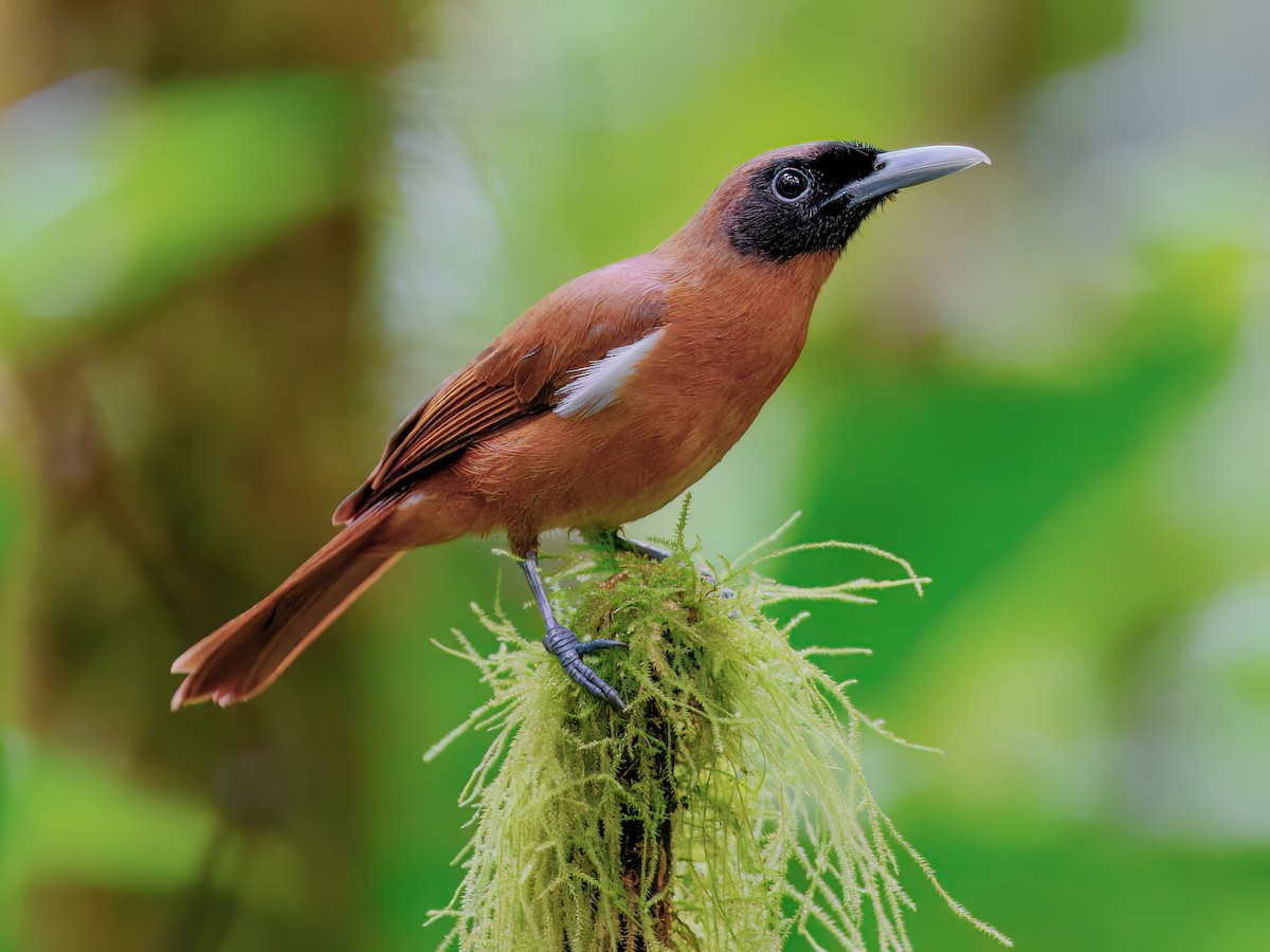 Rennell Shrikebill - Clytorhynchus hamlini - Birds of the World