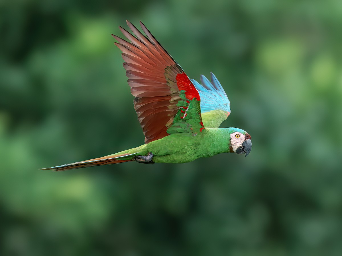 Chestnut-fronted Macaw - Ara severus - Birds of the World
