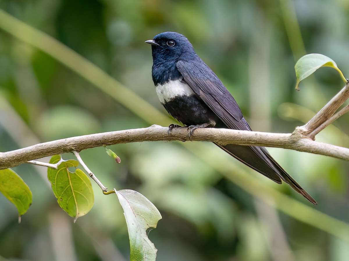 White-banded Swallow - Atticora fasciata - Birds of the World