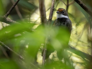 Peleng Fantail - eBird