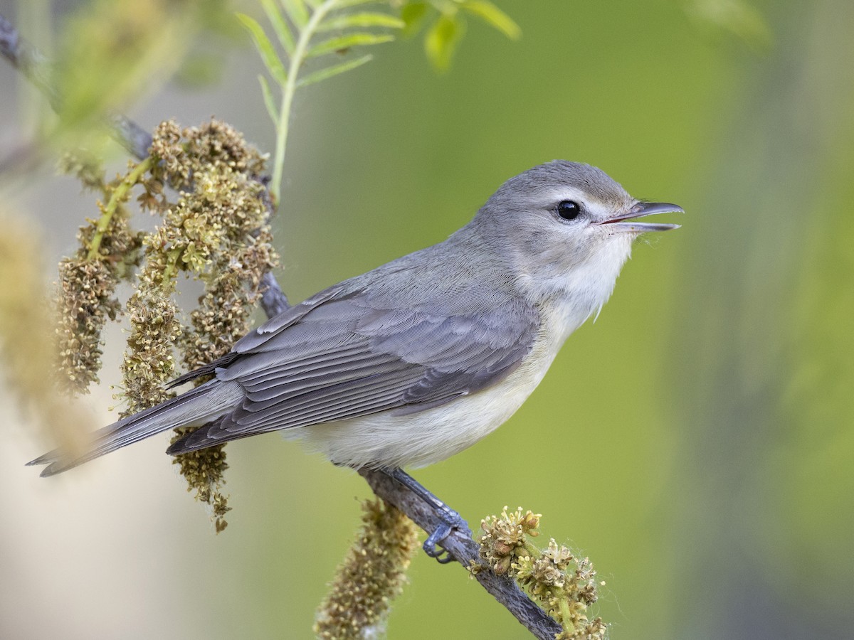 Eastern Warbling Vireo - Vireo gilvus - Birds of the World