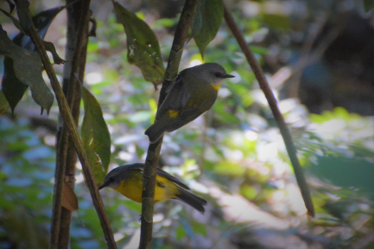 eBird Checklist - 27 Jul 2017 - O'Reilly's Rainforest Retreat--Wishing ...