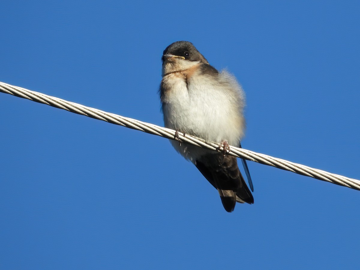 Pale-footed Swallow - Orochelidon flavipes - Birds of the World