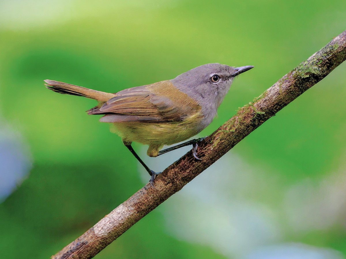 Rennell Gerygone - Gerygone citrina - Birds of the World