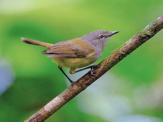 Rennell Gerygone - Gerygone citrina - Birds of the World