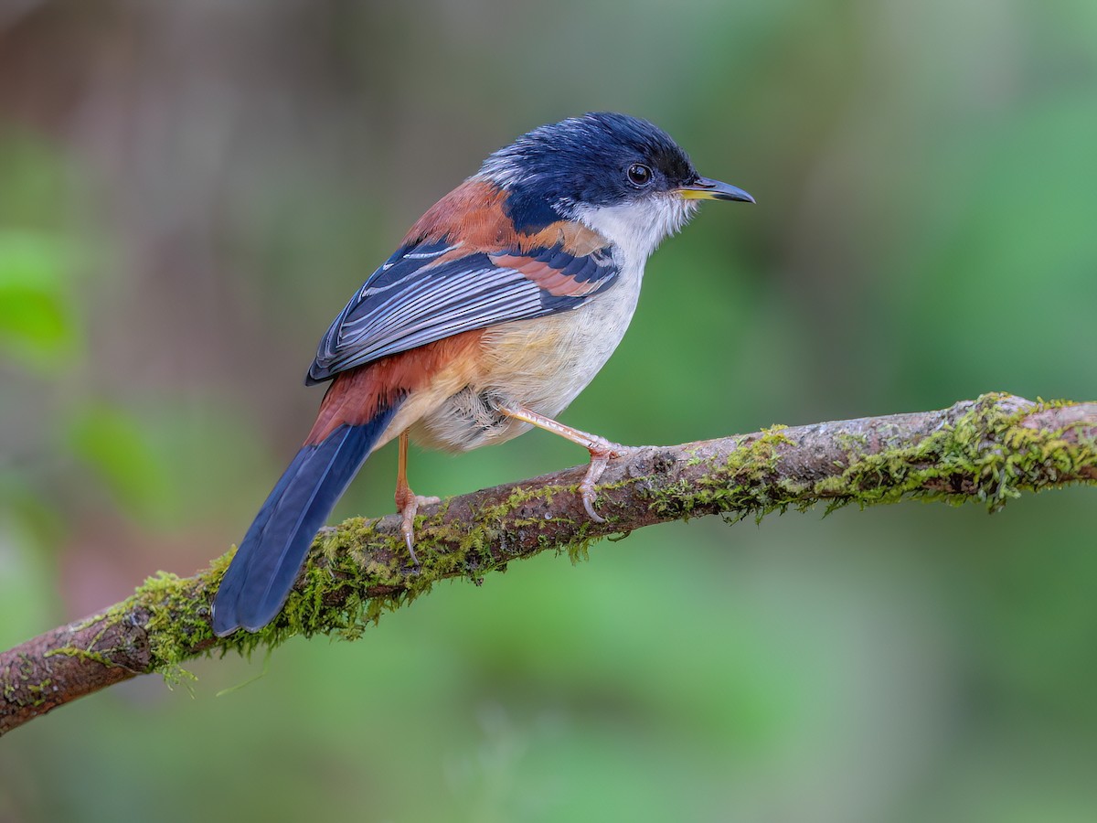Rufous-backed Sibia - Leioptila annectens - Birds of the World