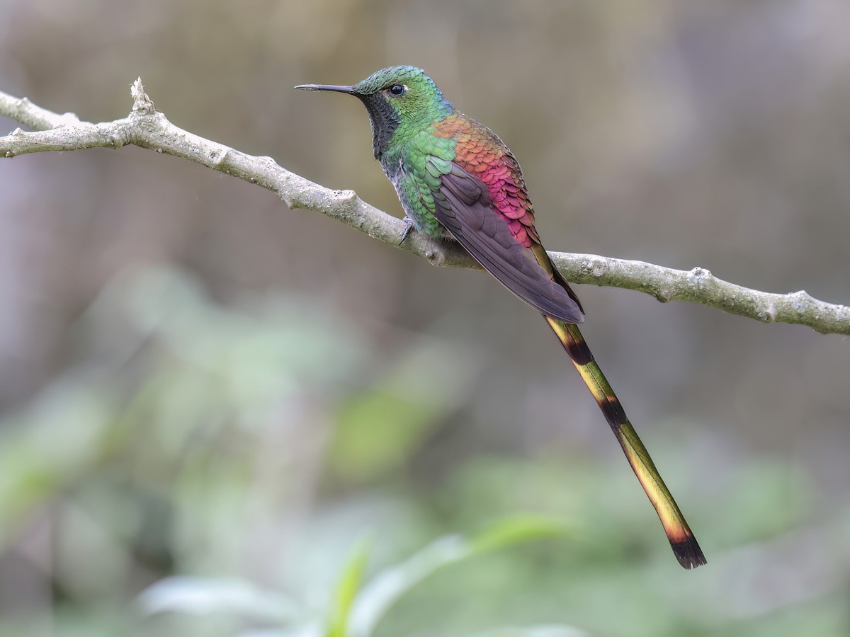Red-tailed Comet - Sappho sparganurus - Birds of the World