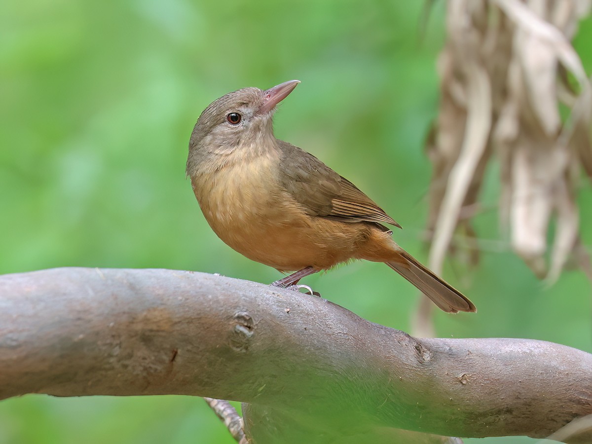 Little Shrikethrush - Colluricincla megarhyncha - Birds of the World