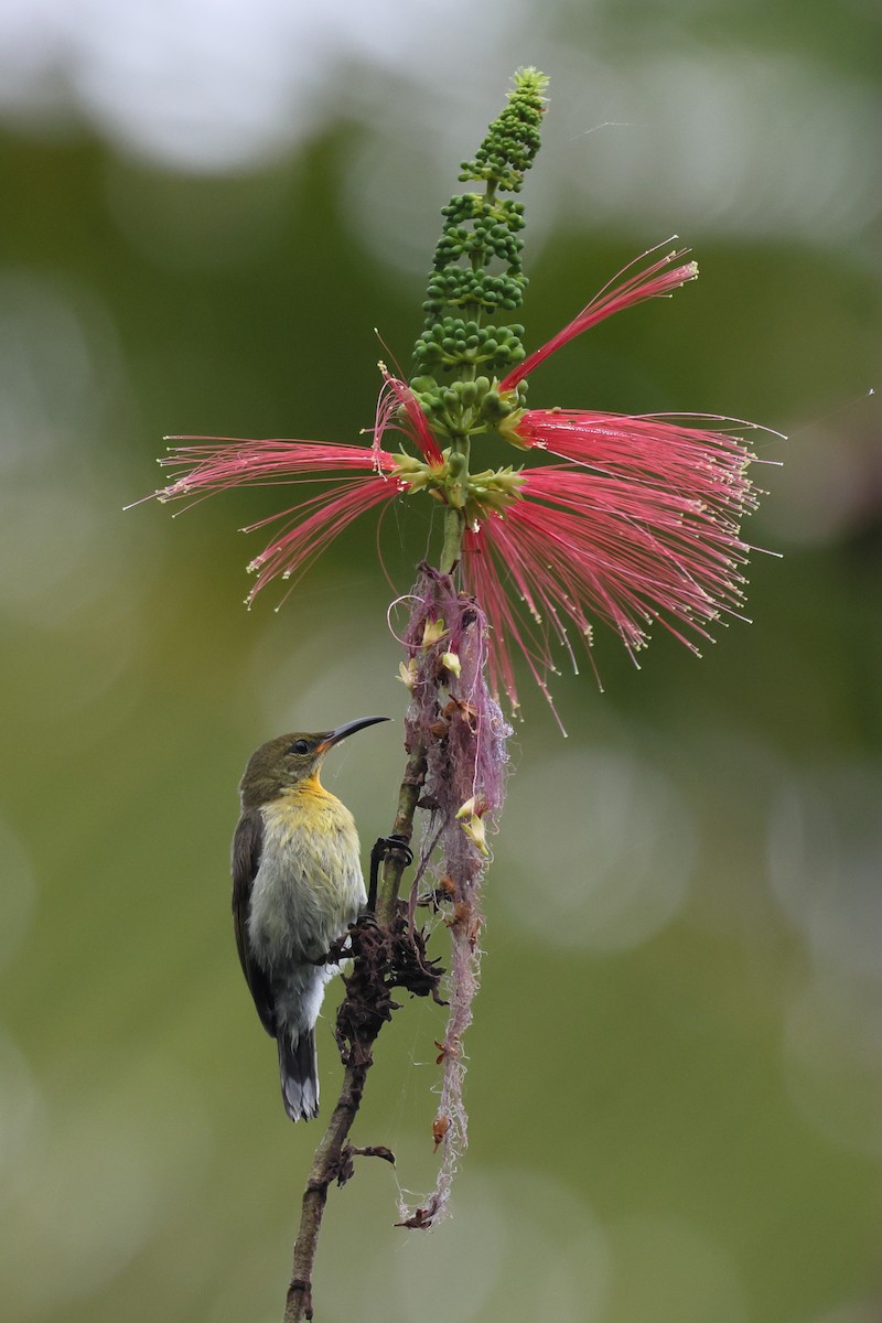 Black Sunbird (Sangihe) - eBird