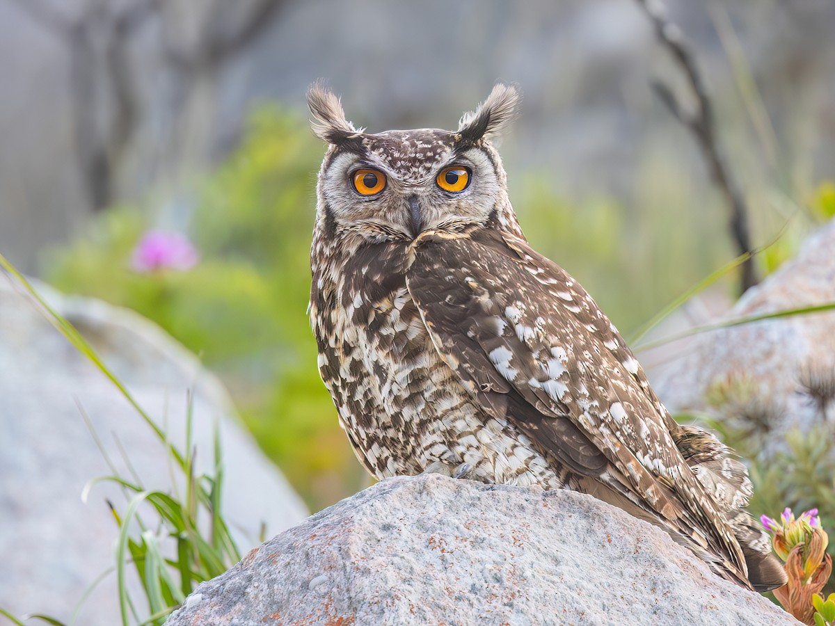 Cape Eagle-Owl - Bubo capensis - Birds of the World