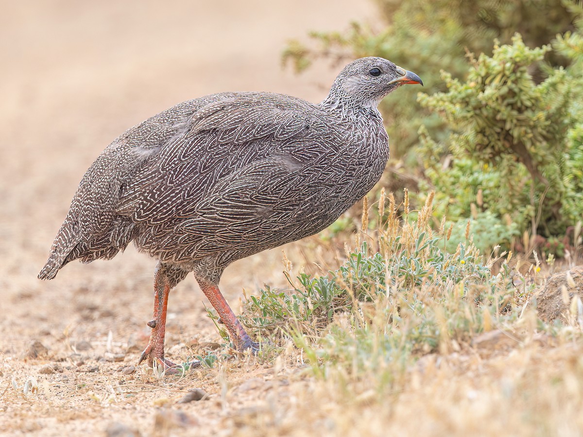 Cape Spurfowl - Pternistis capensis - Birds of the World