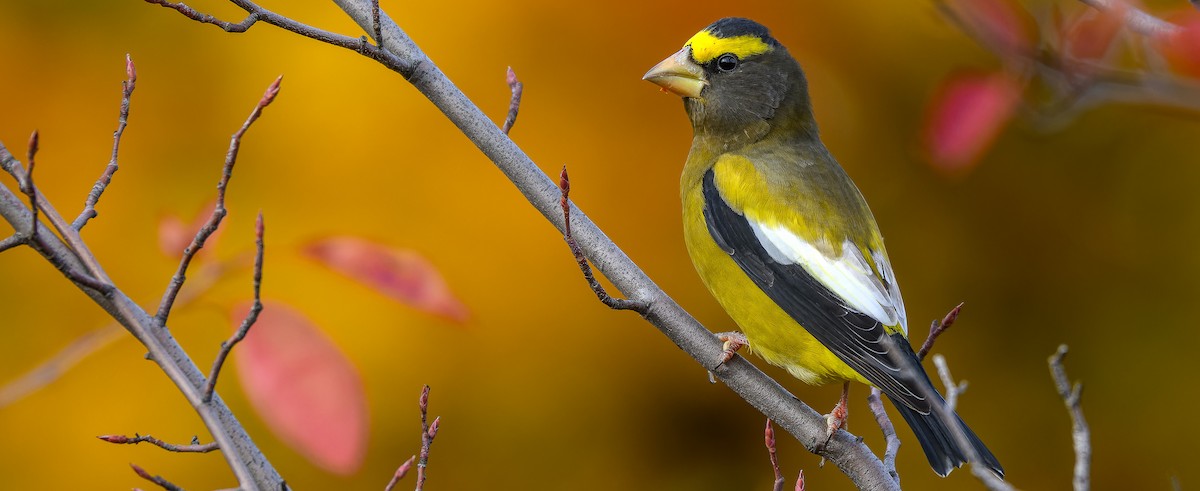 Birds of the World - Cornell Lab of Ornithology