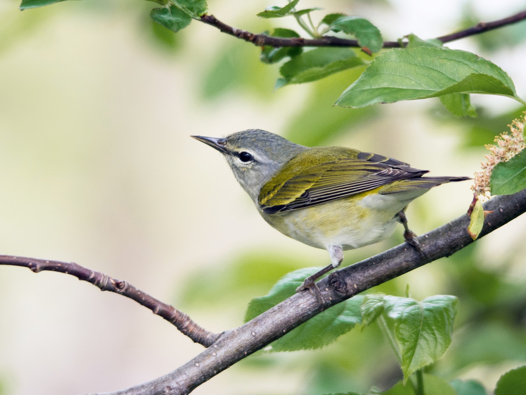 Tennessee Warbler - eBird