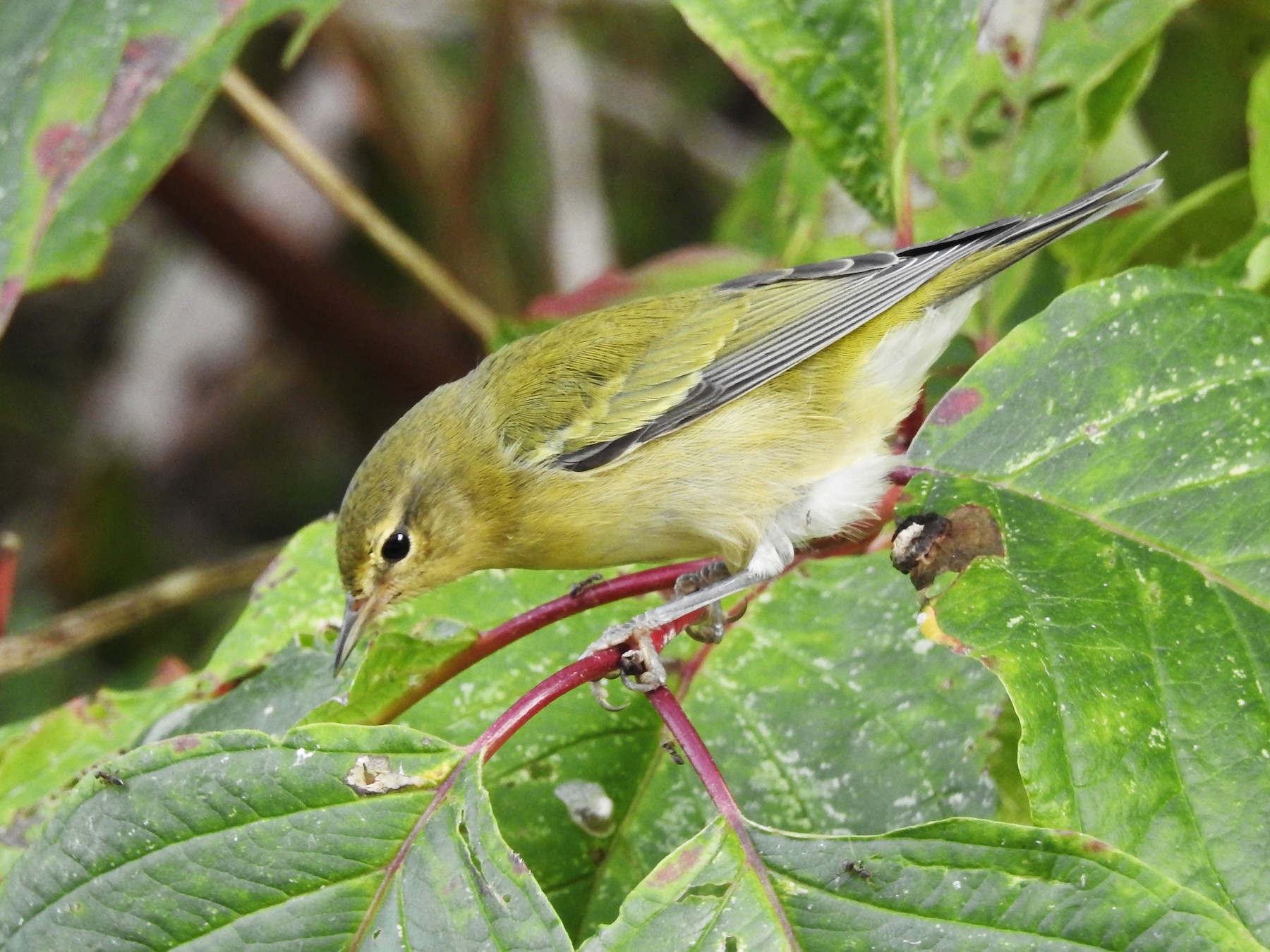 Tennessee Warbler - eBird