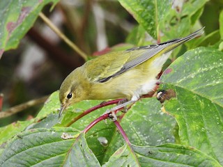 Tennessee Warbler - eBird