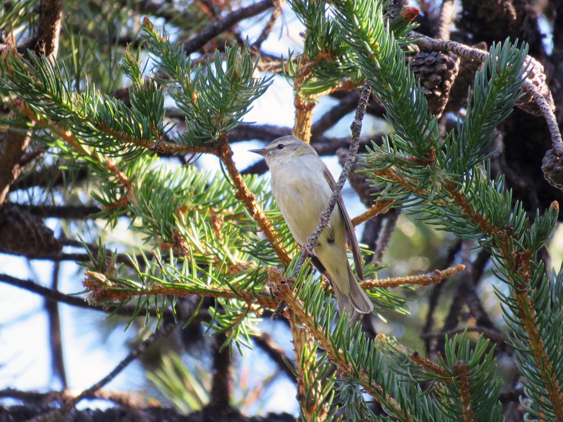 Tennessee Warbler - eBird