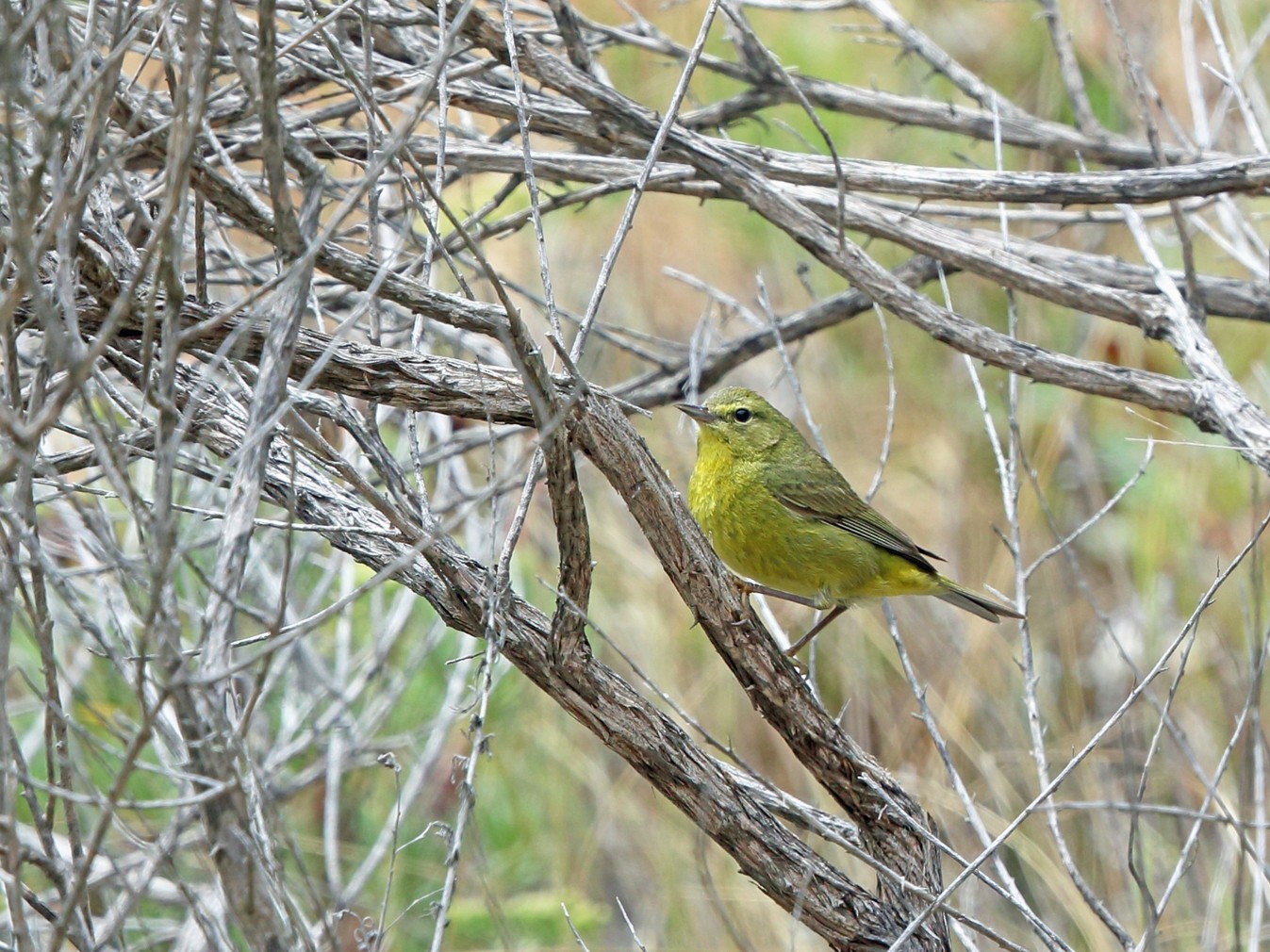 Chipe Oliváceo - eBird