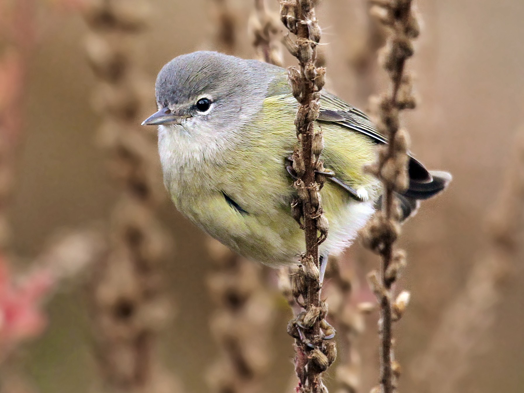 Chipe Oliváceo - eBird