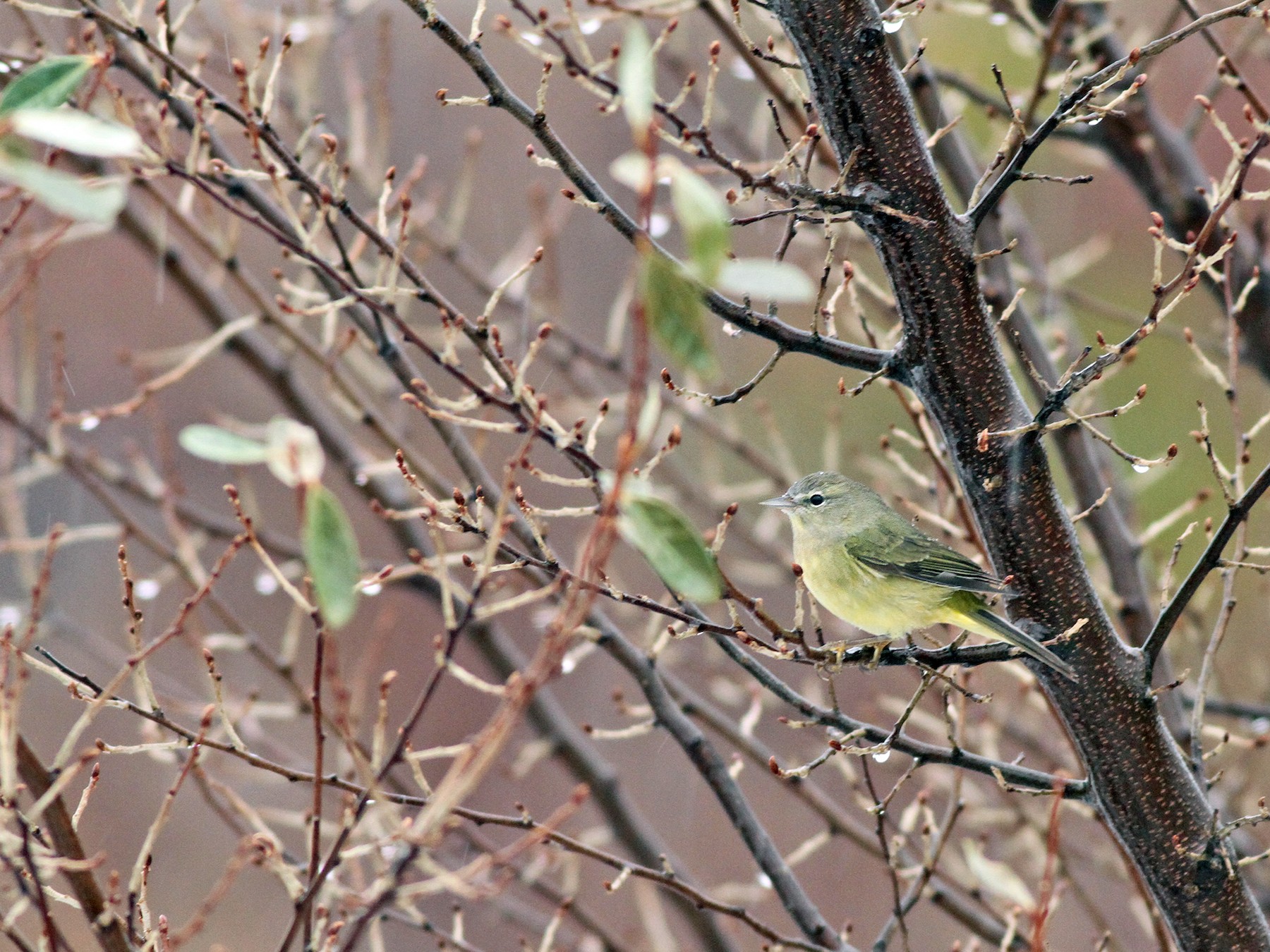 Orange-crowned Warbler - eBird