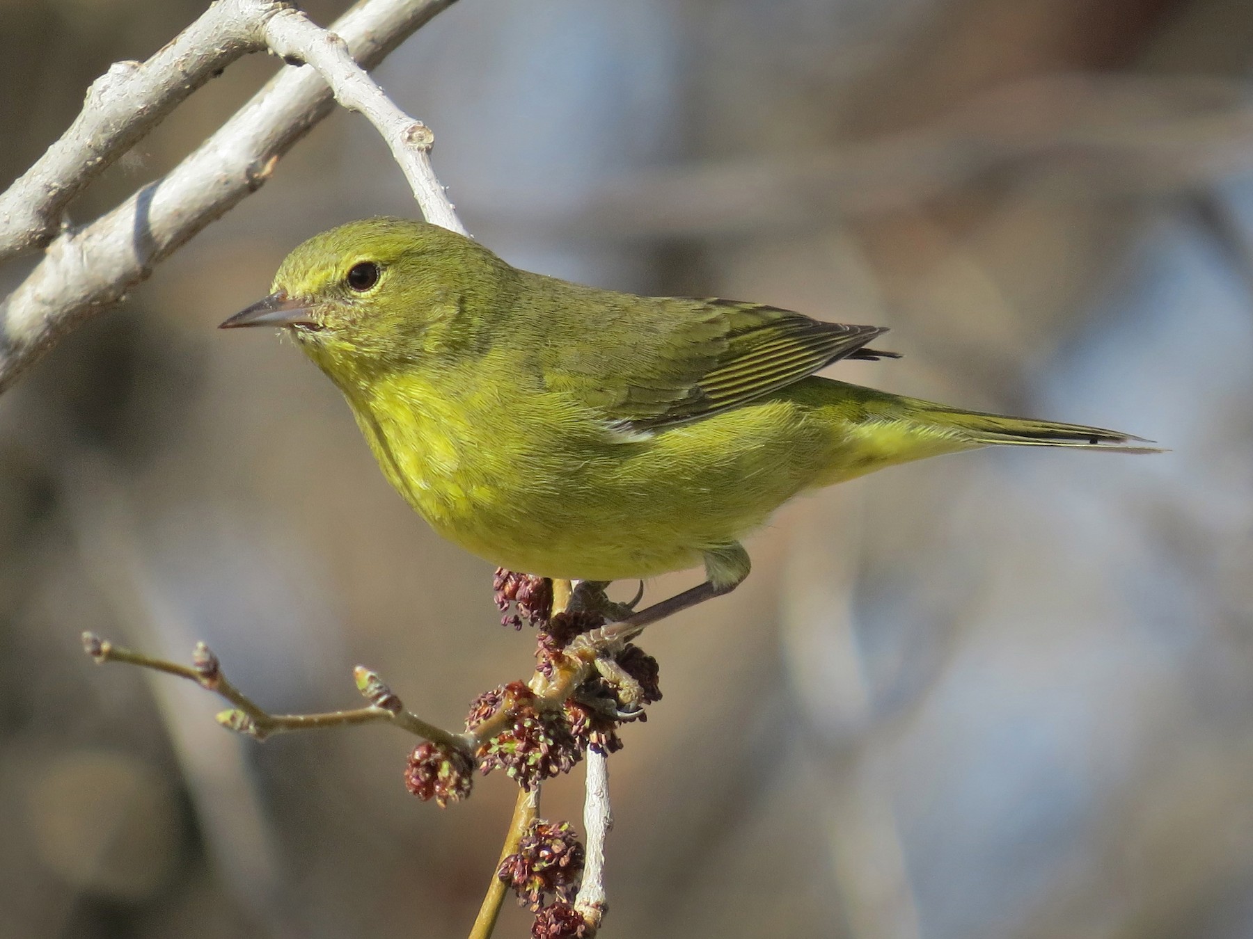 Orange Crowned Warbler