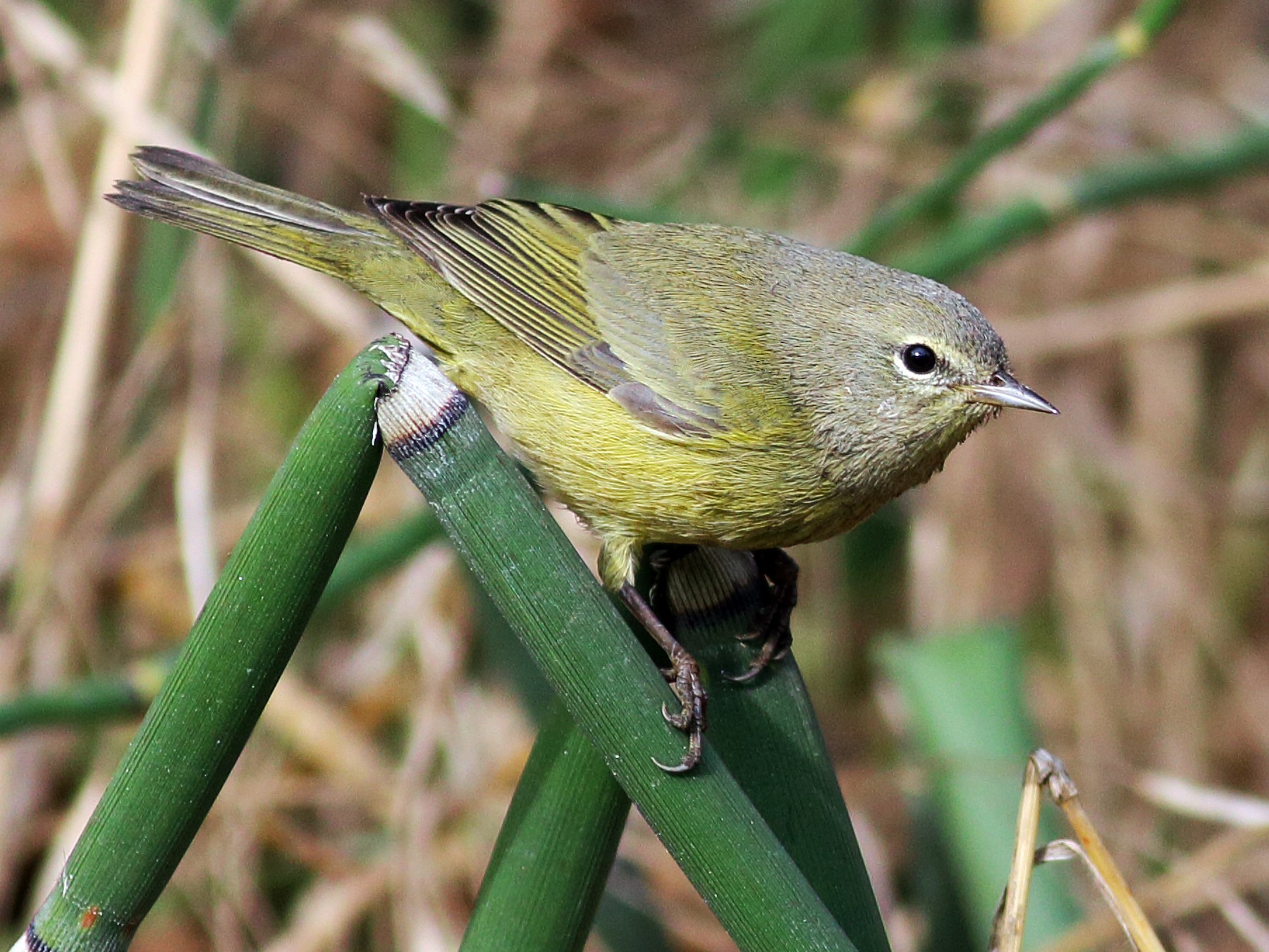 Orange-crowned Warbler - eBird