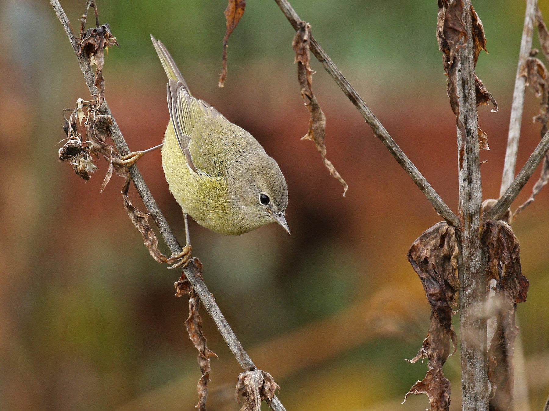Orange Crowned Warbler Female