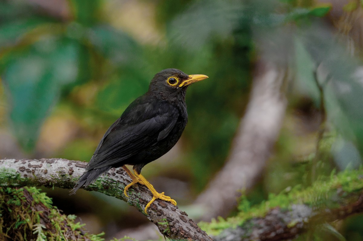 Vanikoro Island-Thrush (Rennell) - eBird