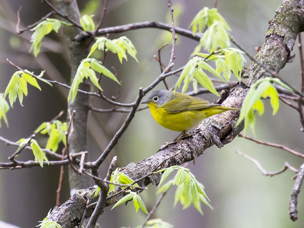 Nashville Warbler - eBird